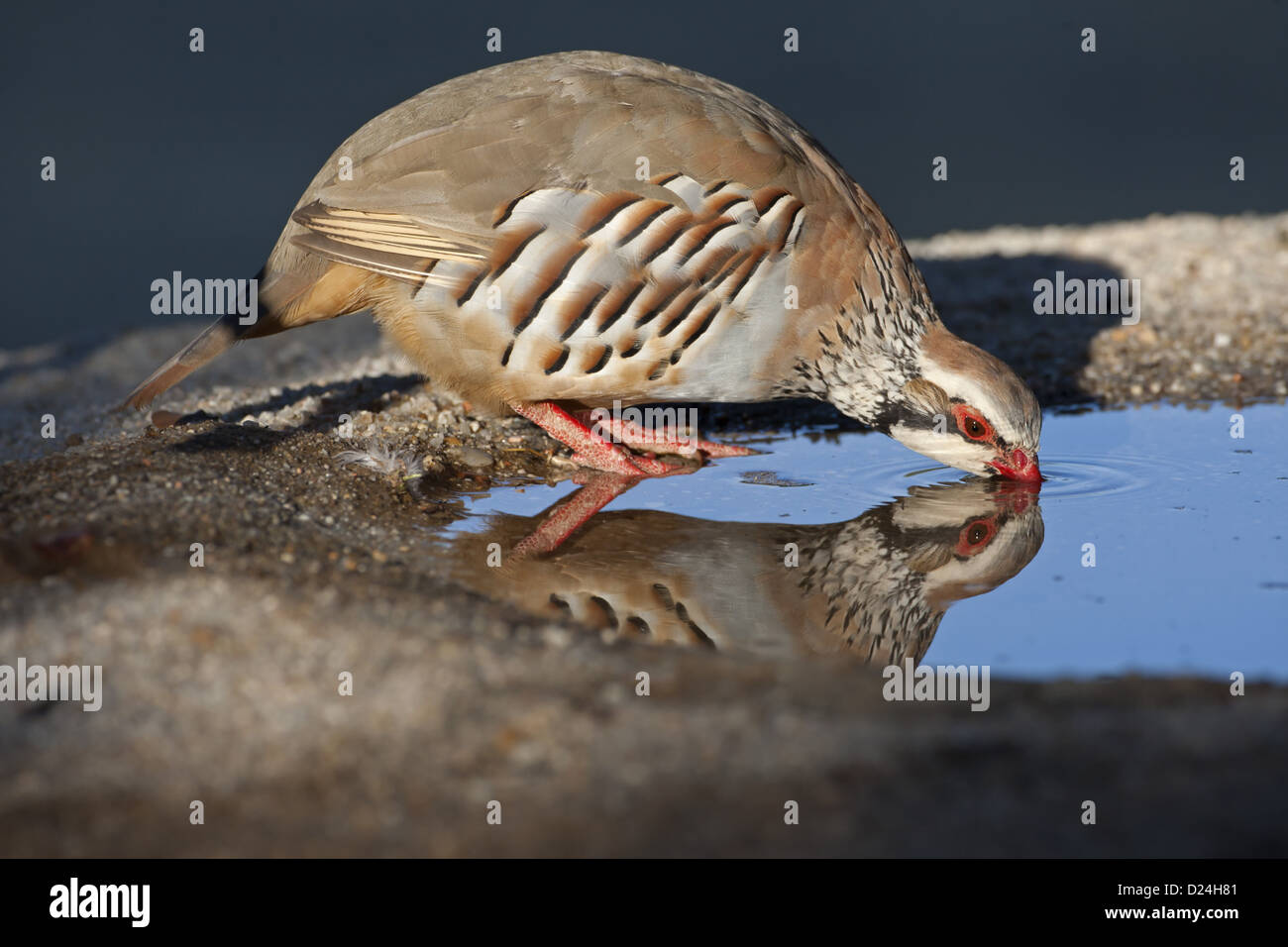 Red-legged Partridge (Alectoris rufa) adult, drinking at pool, Castilla ...