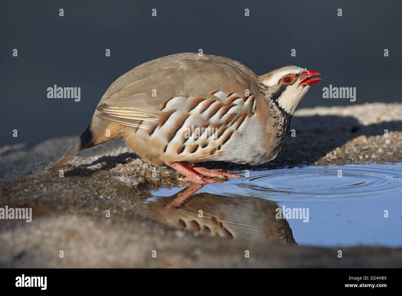 Iberian partridge hi-res stock photography and images - Alamy