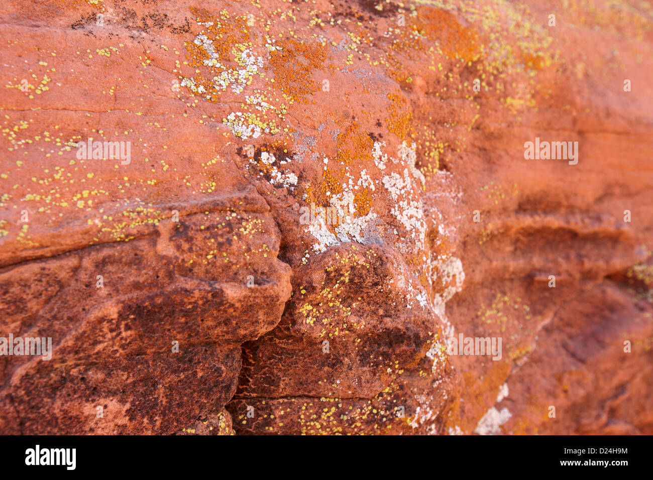 lichen at various stages including old blackened growing on sandstone ...