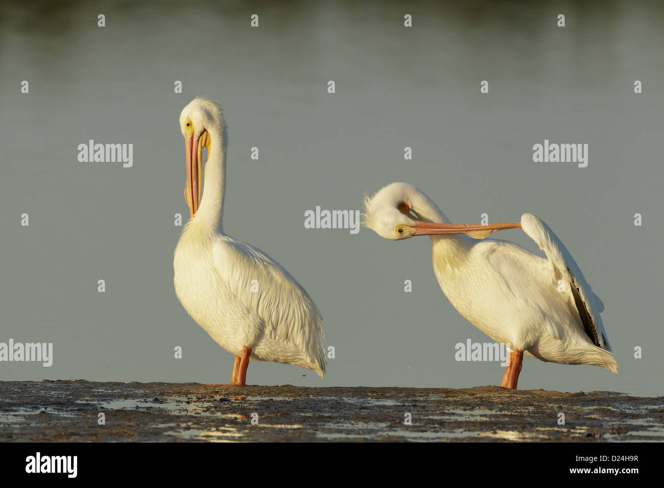 American White Pelican Pelecanus erythrorhynchos two adults breeding ...