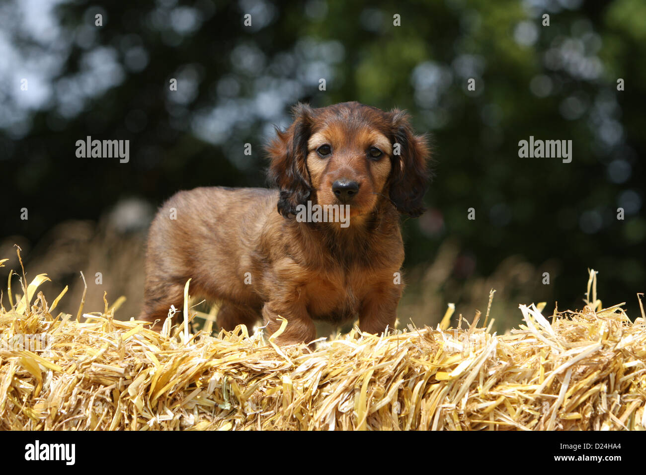 Dog Dachshund / Dackel / Teckel longhaired puppy (red) standing on the ...