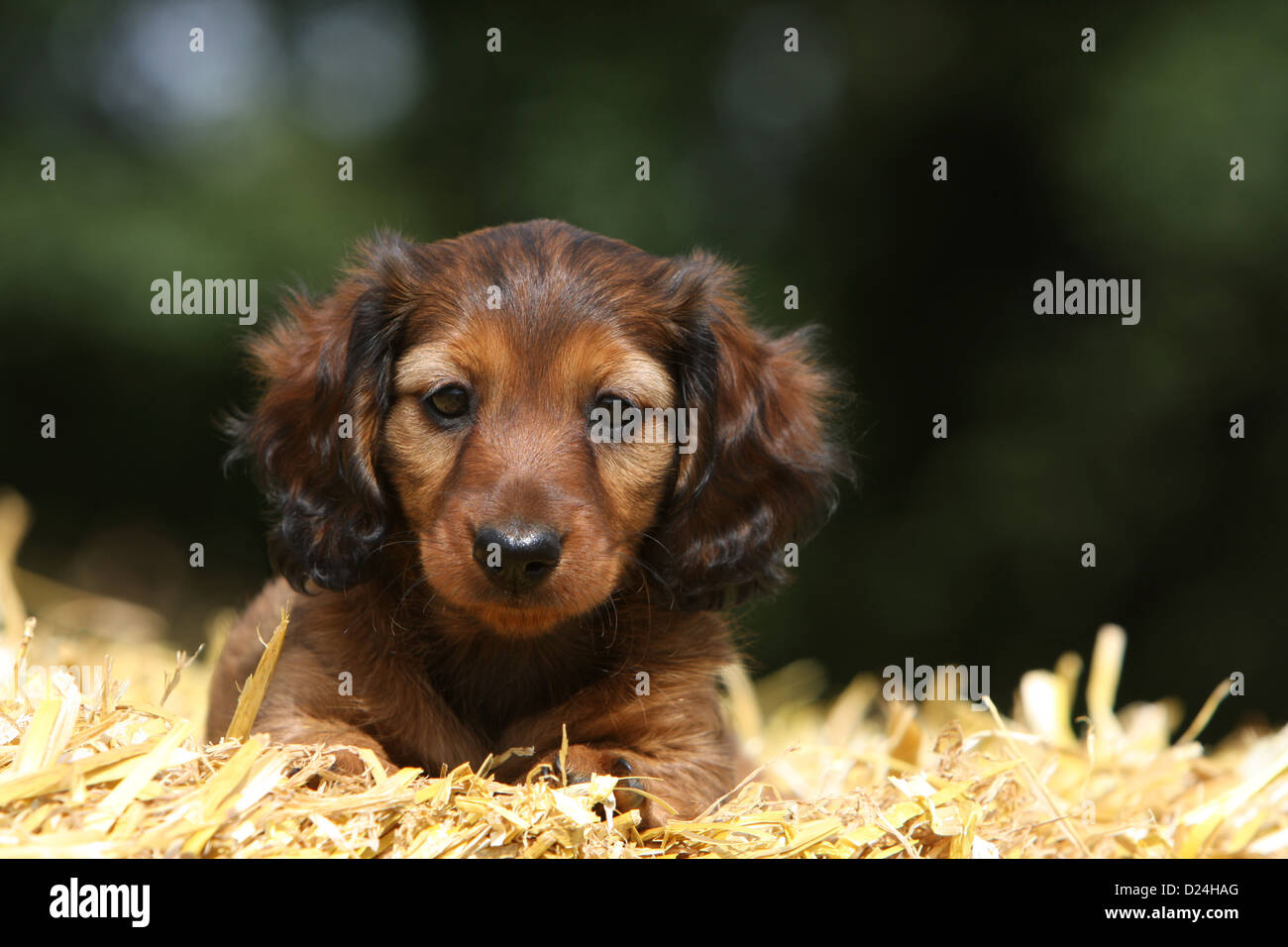 Dog Dachshund / Dackel / Teckel longhaired puppy (red) lying on the ...