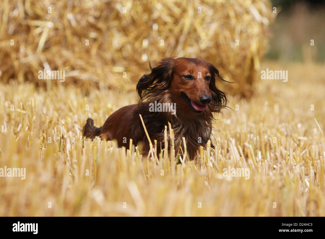 Long Haired Dachshund Run High Resolution Stock Photography and Images ...