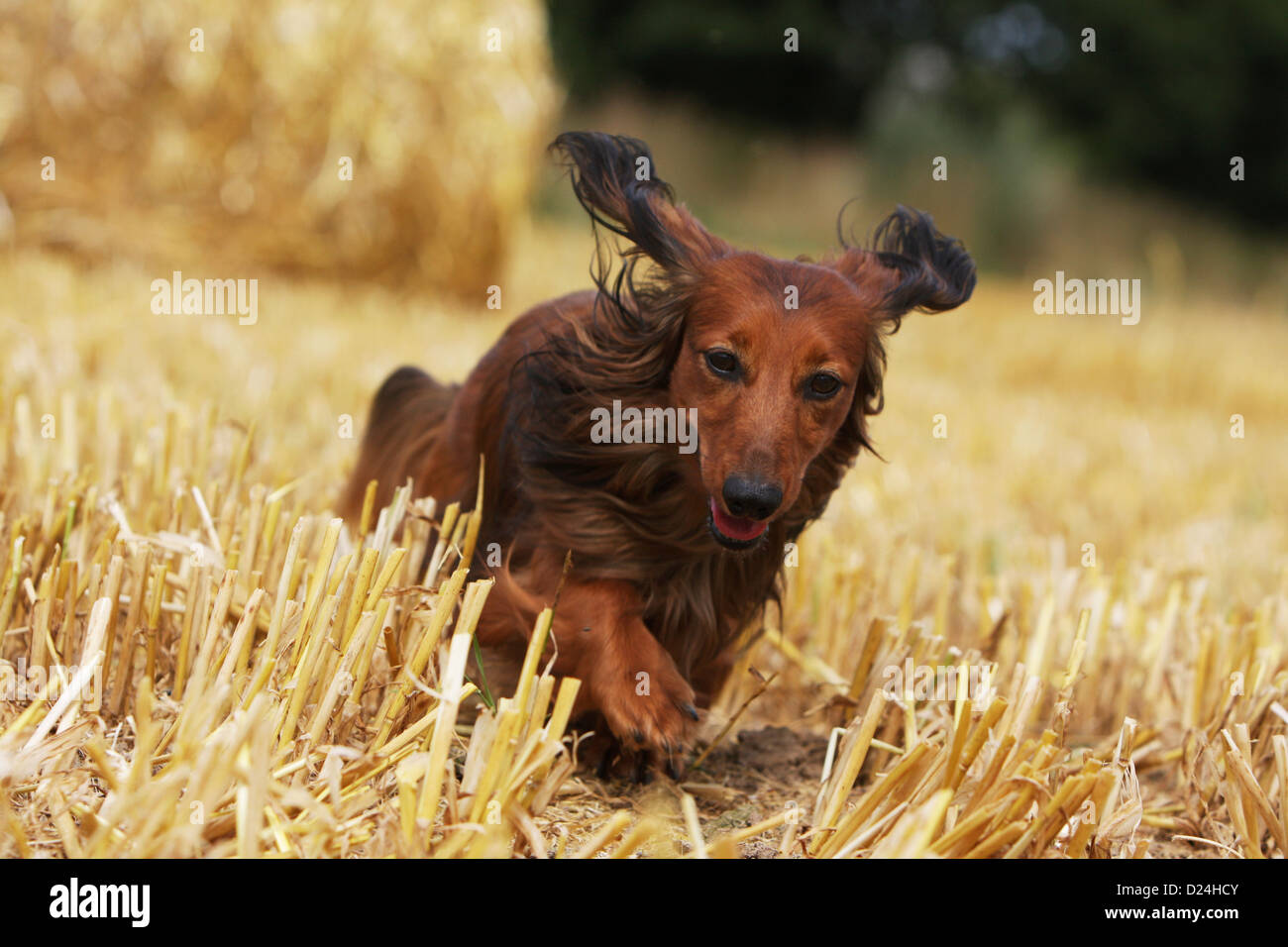 Dog Dachshund / Dackel / Teckel longhaired adult (red) running in a ...