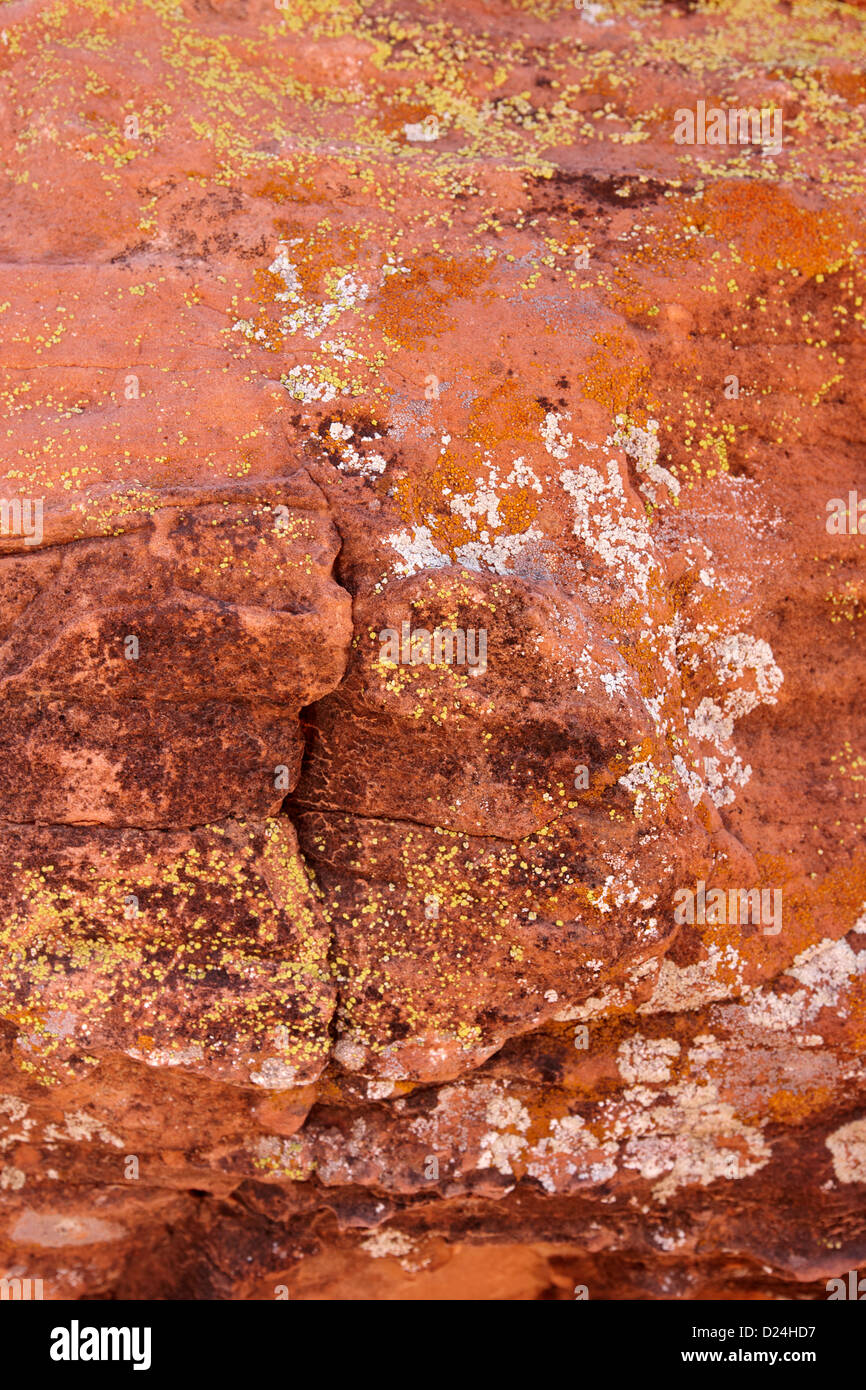 lichen at various stages including old blackened growing on sandstone ...