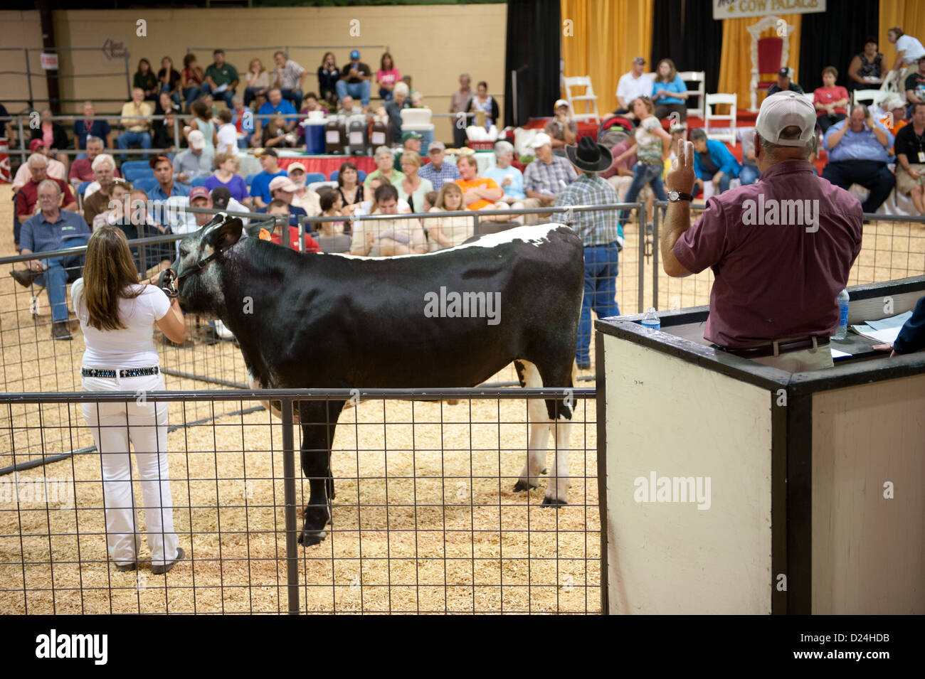 4H youth showing and competing with livestock Maryland State Fair in ...