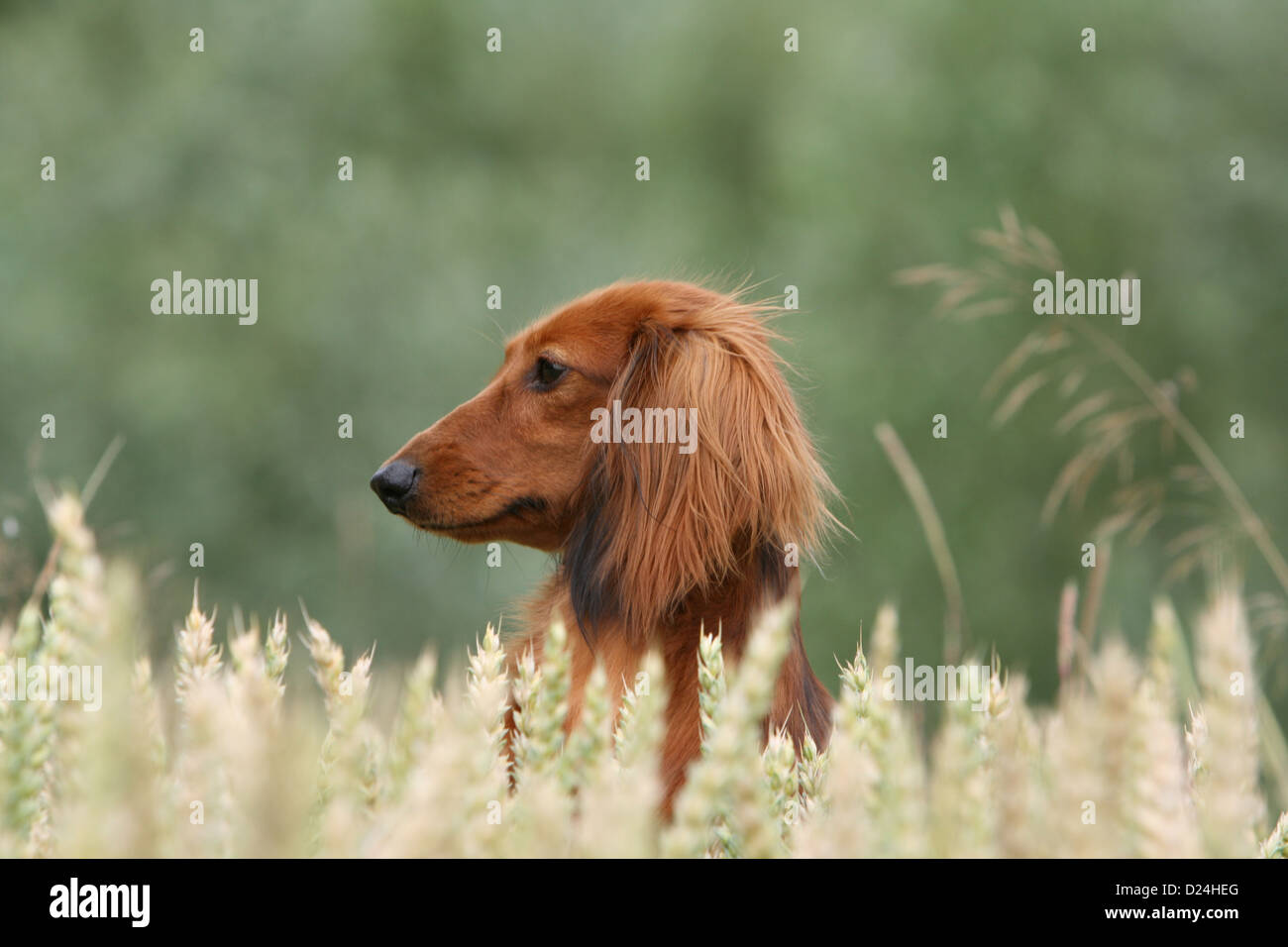 Dachshund dog sitting in field hi-res stock photography and images - Alamy