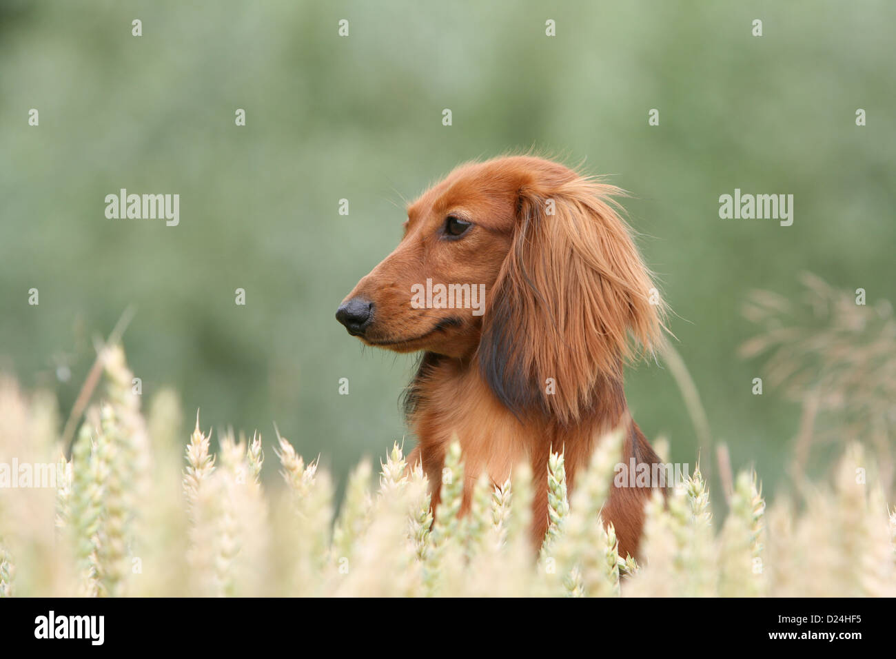 Dog Dachshund / Dackel / Teckel longhaired adult (red) sitting in a ...