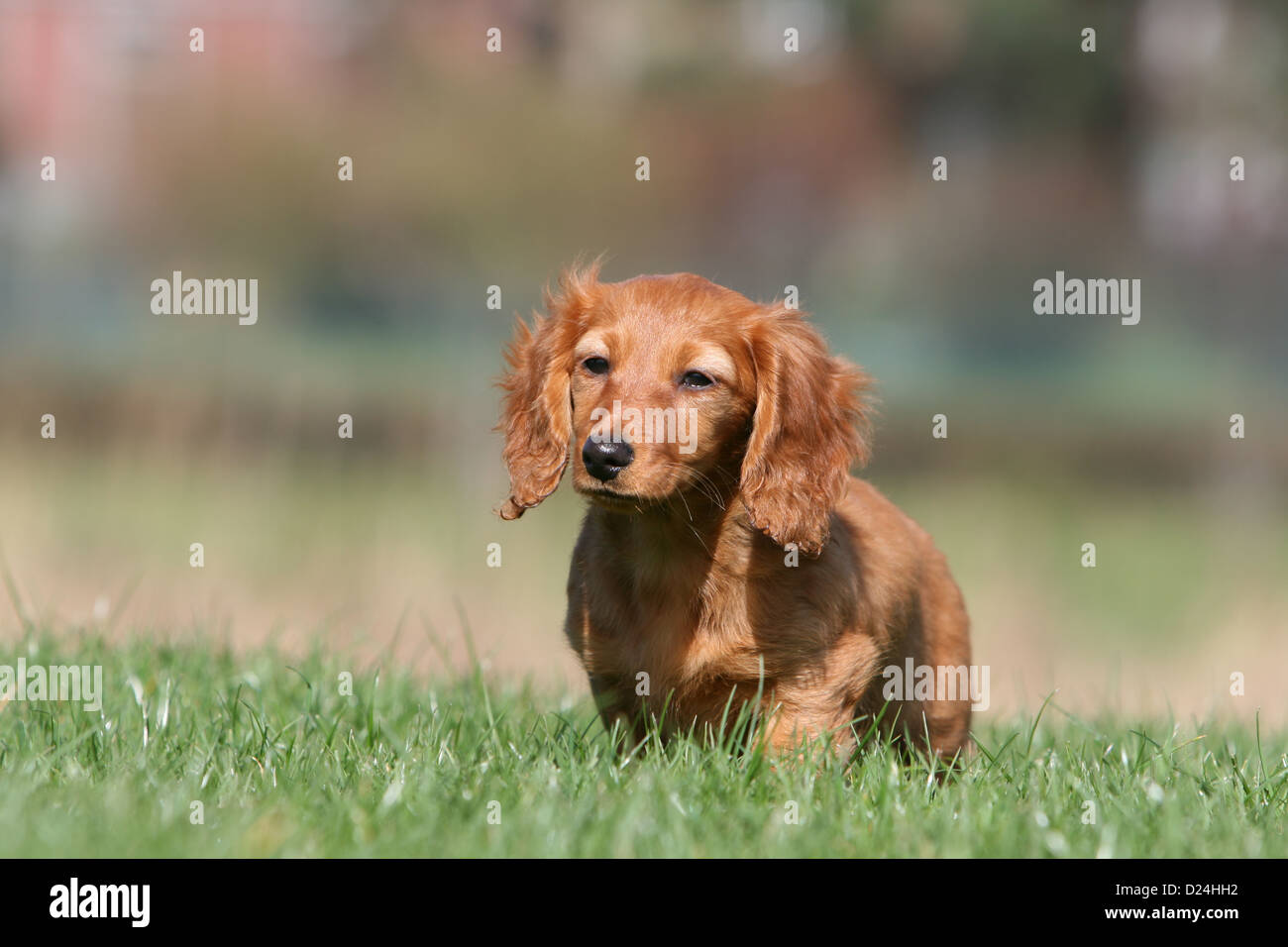 Dog Dachshund / Dackel / Teckel longhaired puppy (red) standing in the ...