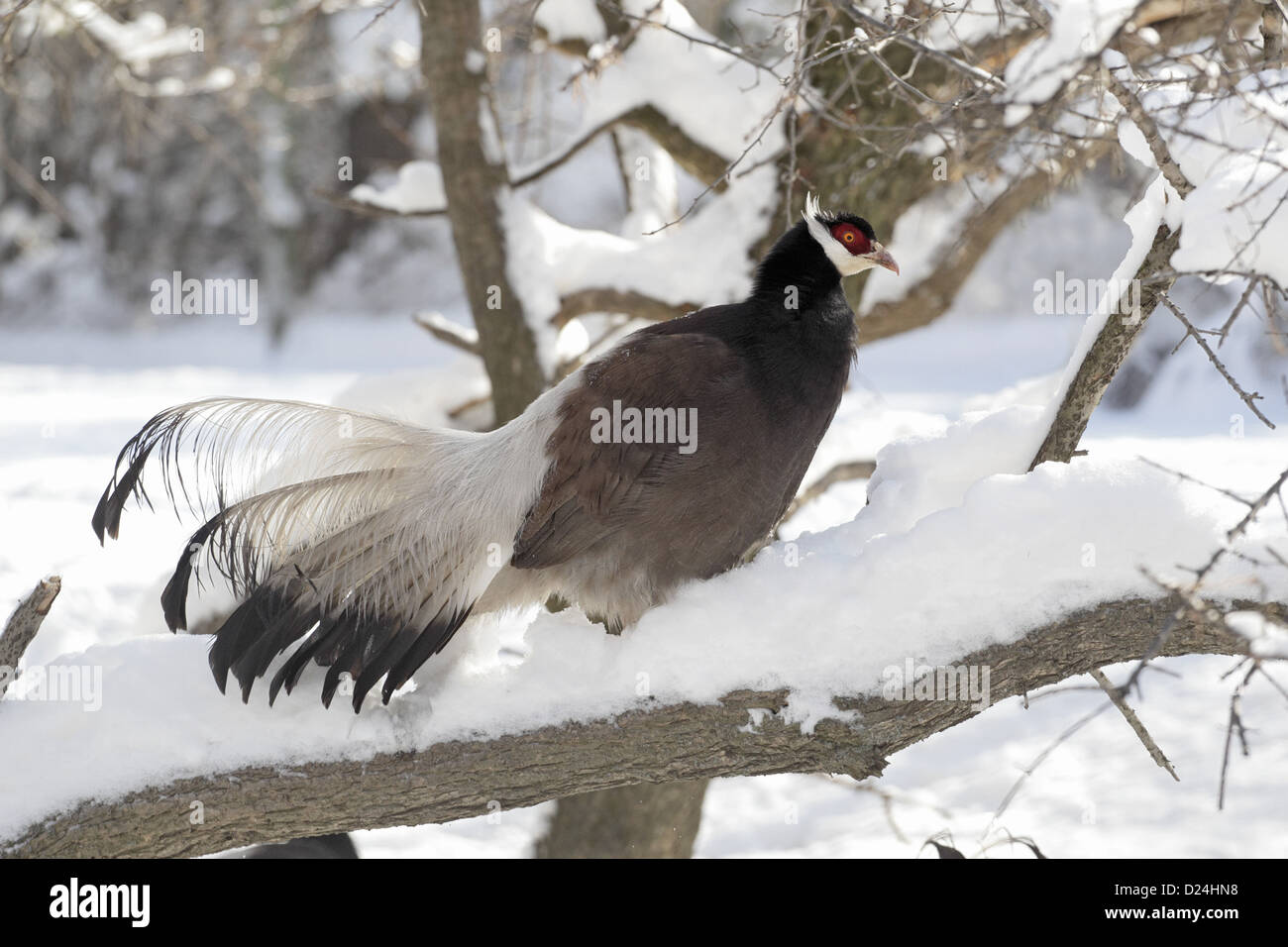 Brown eared pheasant hi-res stock photography and images - Alamy