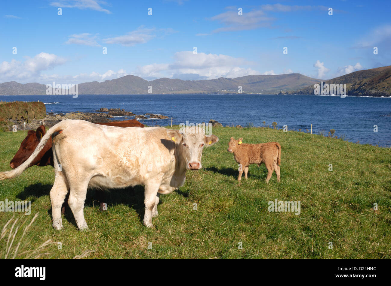 Irish beef cattle hi-res stock photography and images - Alamy