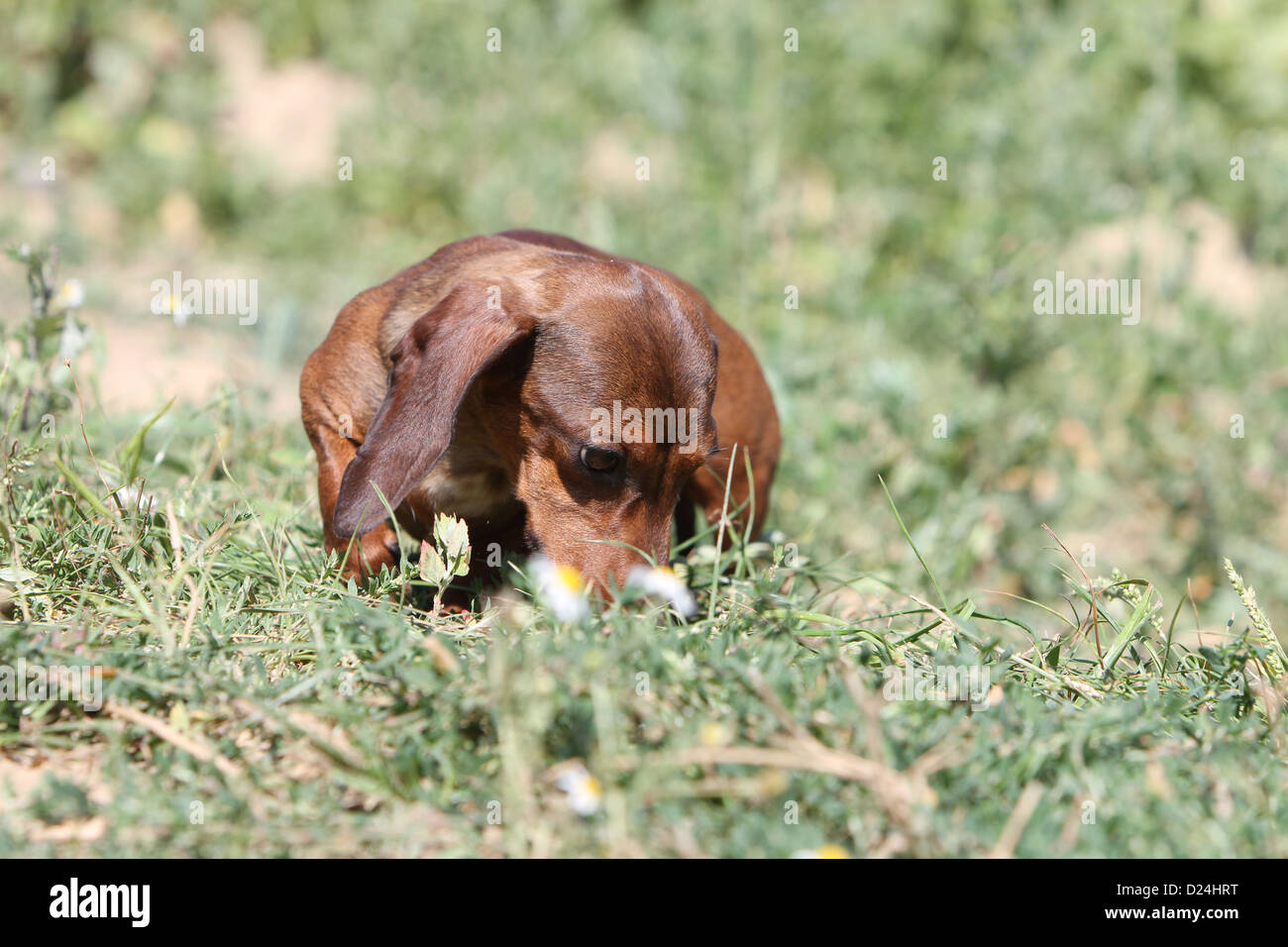 Dog Dachshund / Dackel / Teckel shorthaired adult (red) smell the ...