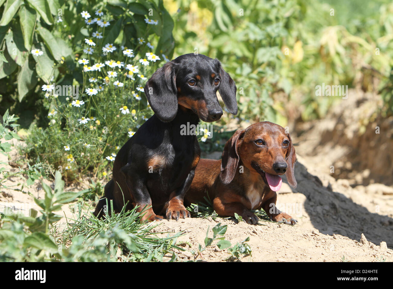 Group dogs dachshunds hi-res stock photography and images - Alamy