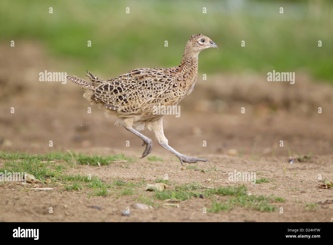 Common Pheasant (Phasianus colchicus) immature female, running, Suffolk ...