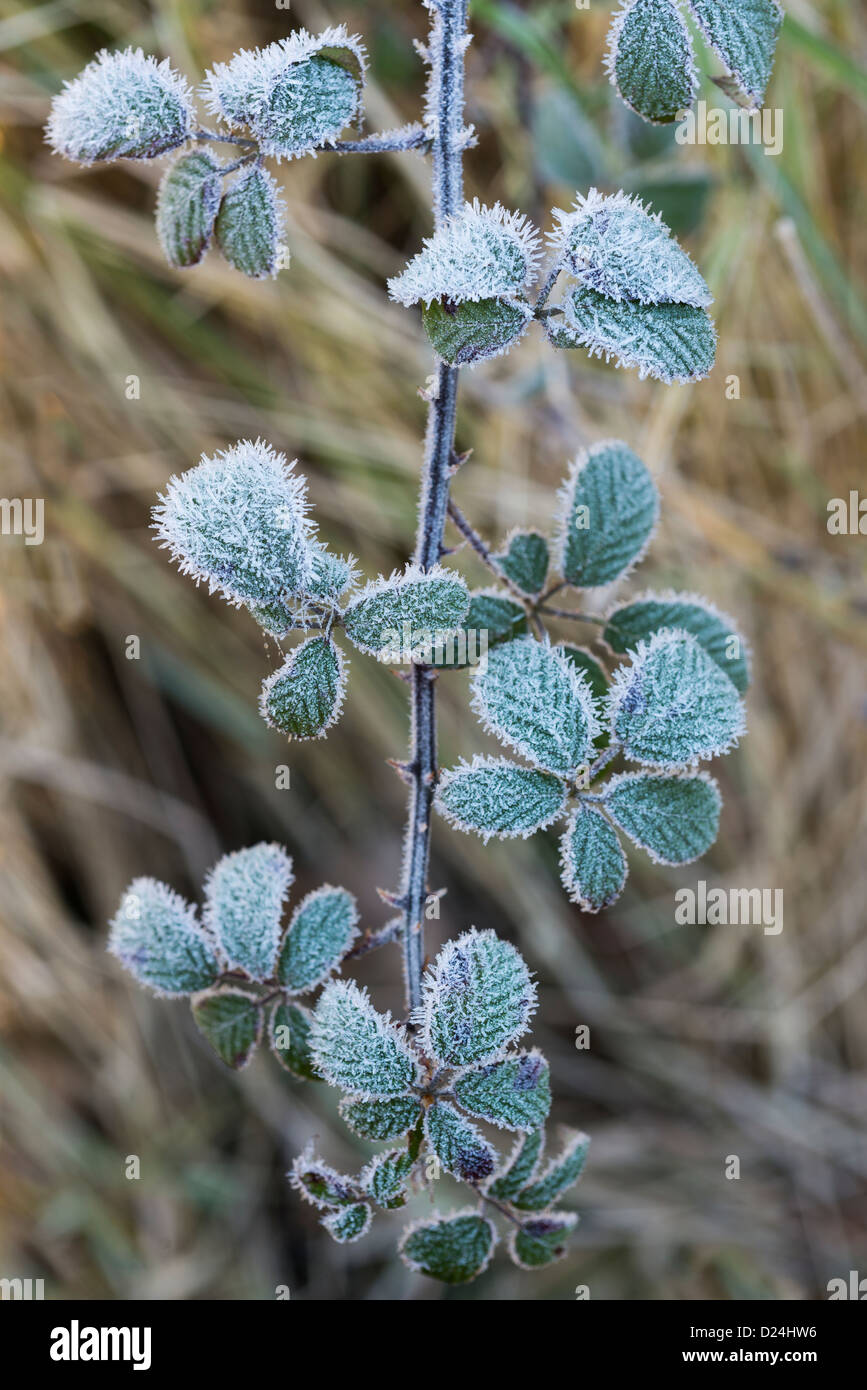 Wild Bramble, (Rubus fruticosa), leaves covered in rime frost, England ...