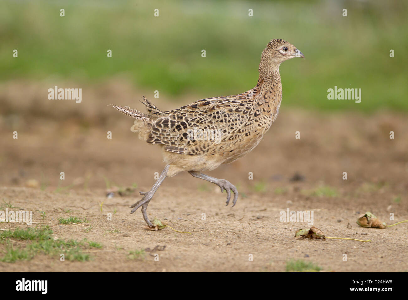 Common Pheasant (Phasianus colchicus) immature female, running, Suffolk ...