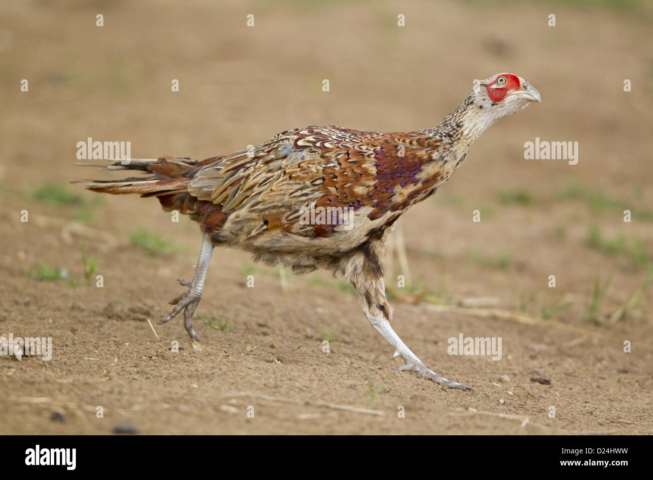 Common Pheasant (Phasianus colchicus) immature male running cover ...