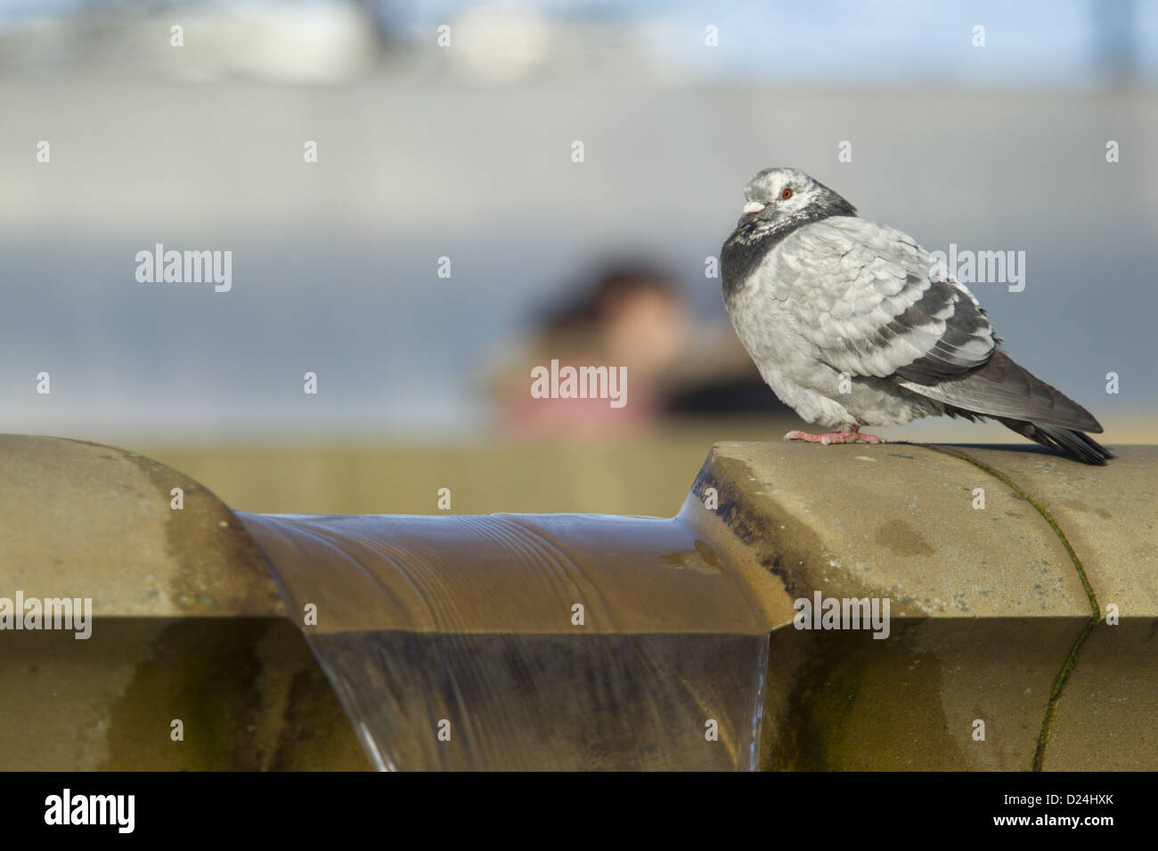 Pigeon stations hi-res stock photography and images - Alamy