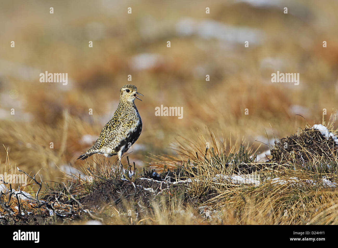 Golden plovers scotland hi-res stock photography and images - Alamy