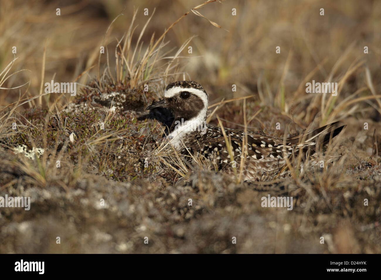 American Golden Plover (Pluvialis dominica) adult female, breeding ...