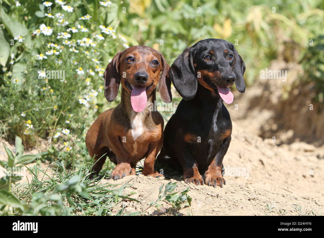 Dog Dachshund / Dackel / Teckel shorthaired two adults different colors ...