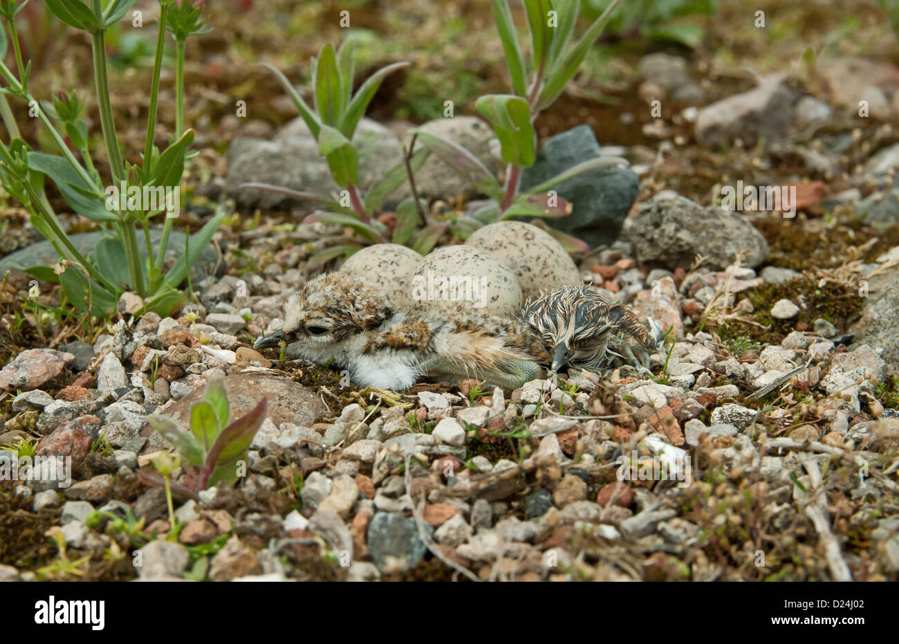 Little Ringed Plover (Charadrius dubius) two chicks and eggs ...