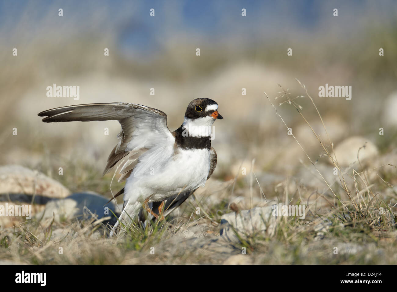 Broken wing display hi-res stock photography and images - Alamy