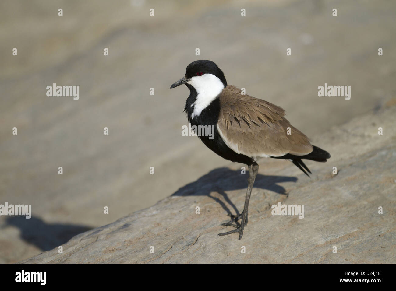 Spur-winged Lapwing (Vanellus spinosus) adult, standing on rock, Masai ...