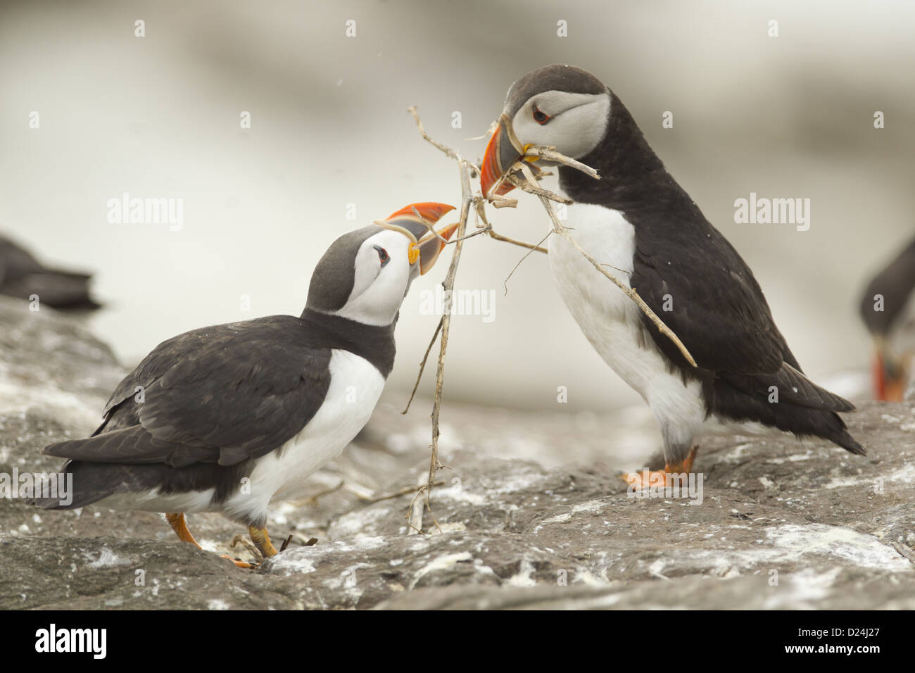 Atlantic puffin gathering nesting material hi-res stock photography and ...