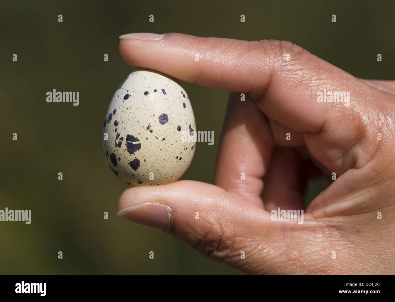 Common Quail (Coturnix coturnix) egg, held in hand, Rufford, Lancashire ...