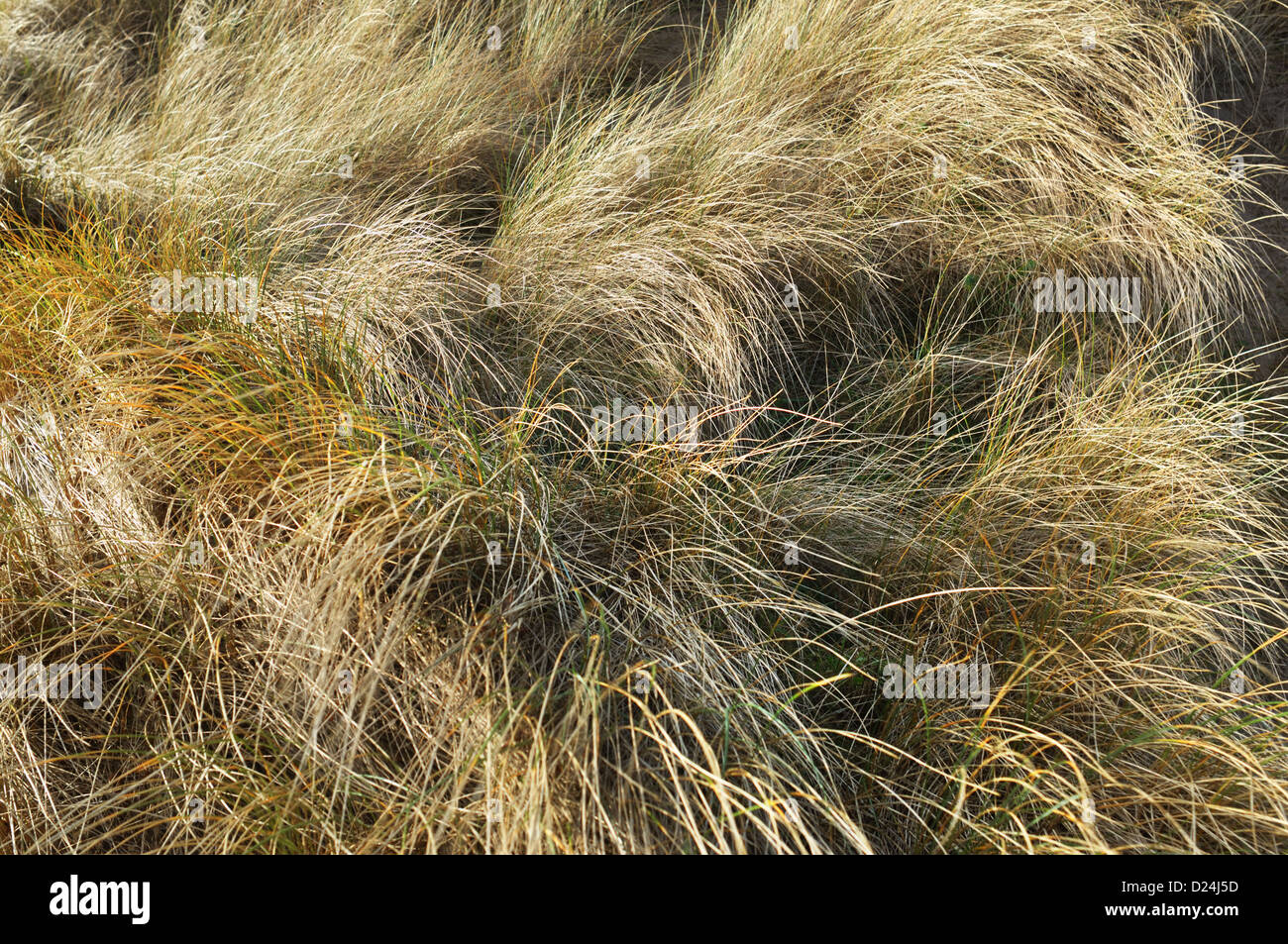 Leaf of marram grass hi-res stock photography and images - Alamy