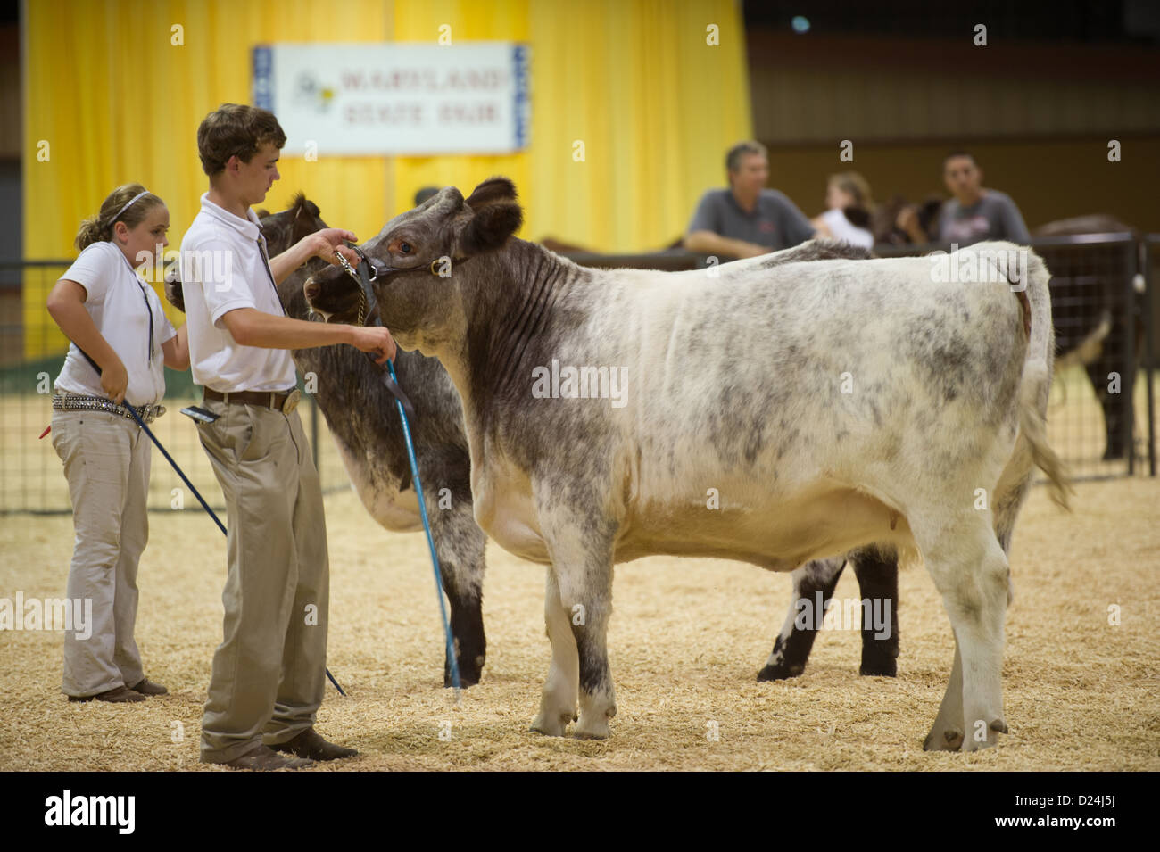 Showing and judging hi-res stock photography and images - Alamy