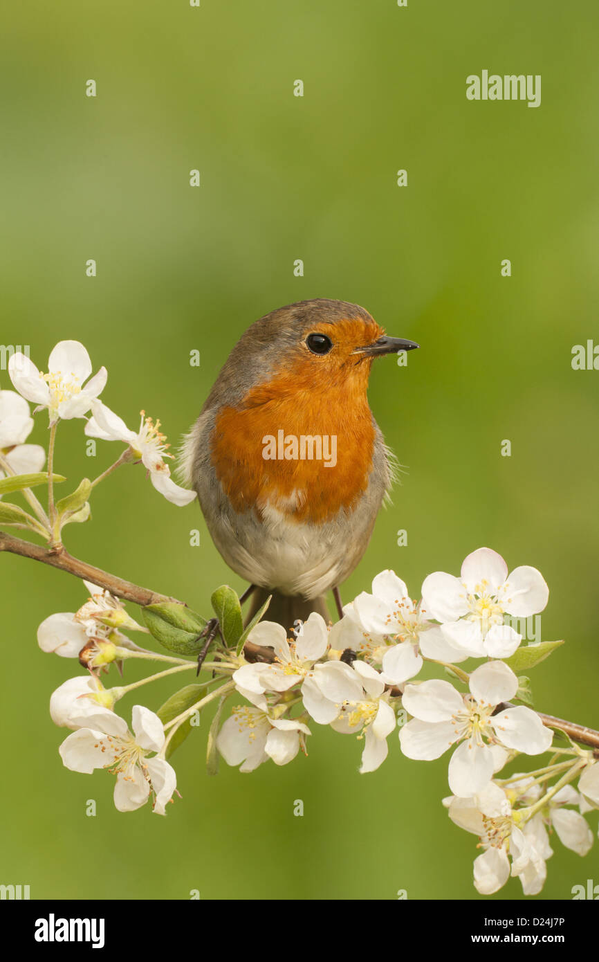 European Robin (Erithacus rubecula) adult, perched on twig with blossom ...