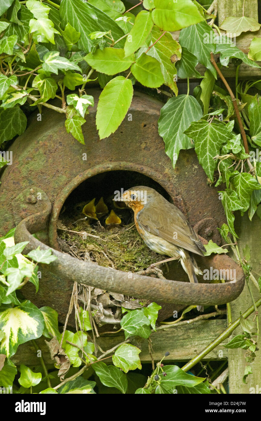 European Robin (Erithacus rubecula) adult, feeding chicks at nest ...