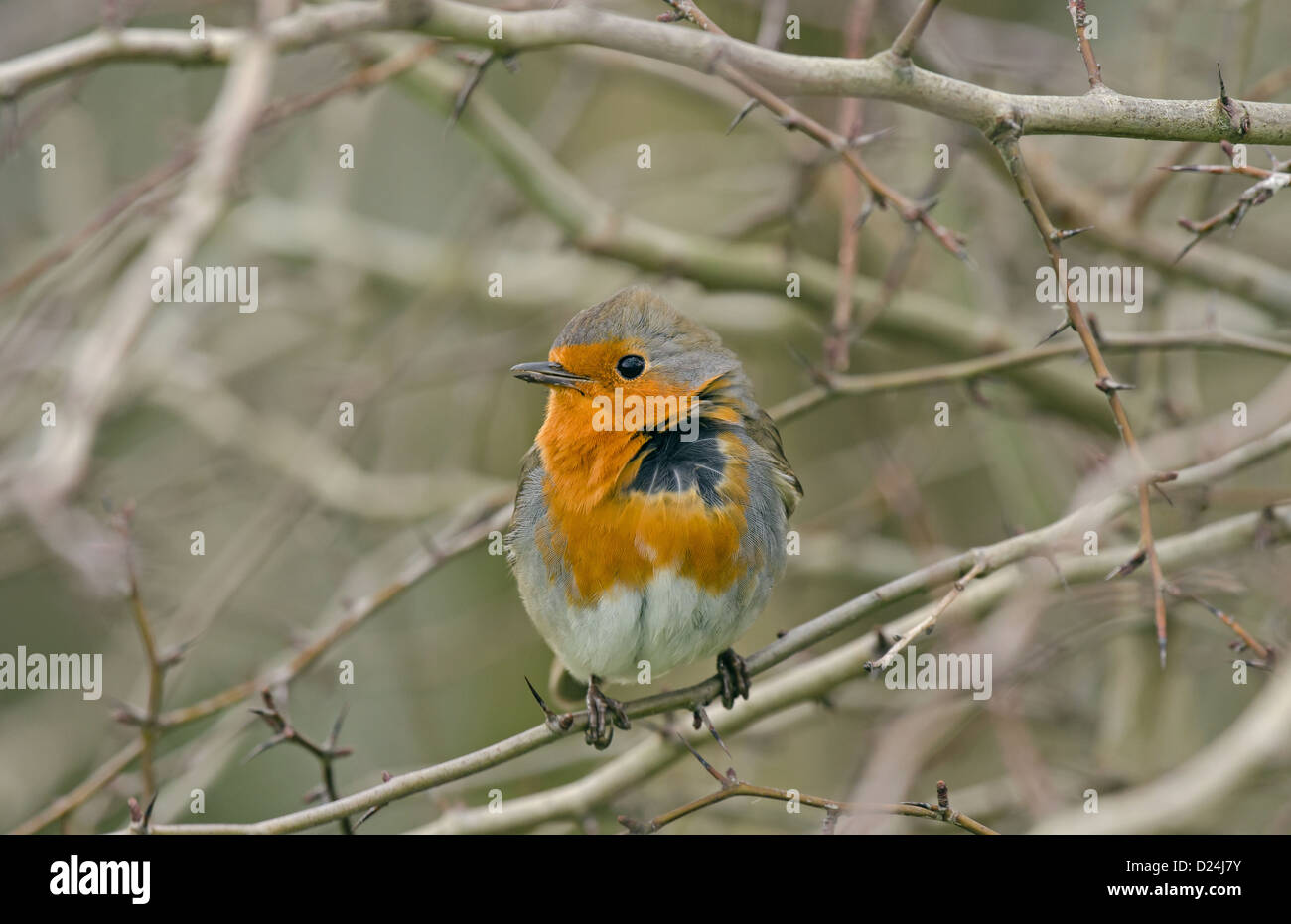 Windblown adult plumage hi-res stock photography and images - Alamy