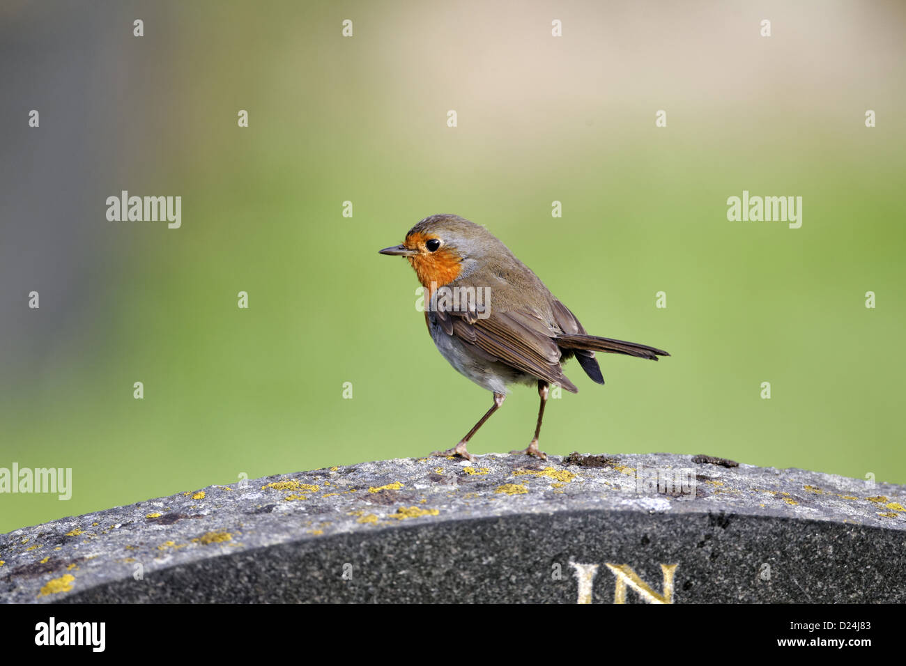 Robin on gravestone hi-res stock photography and images - Alamy