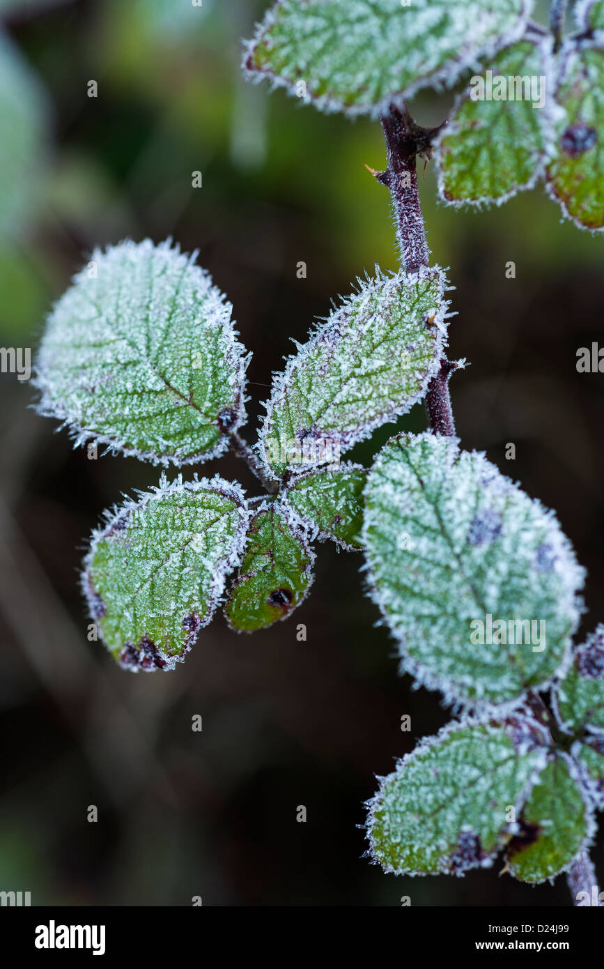 Wild Bramble, (Rubus fruticosa), leaves covered in rime frost, England ...