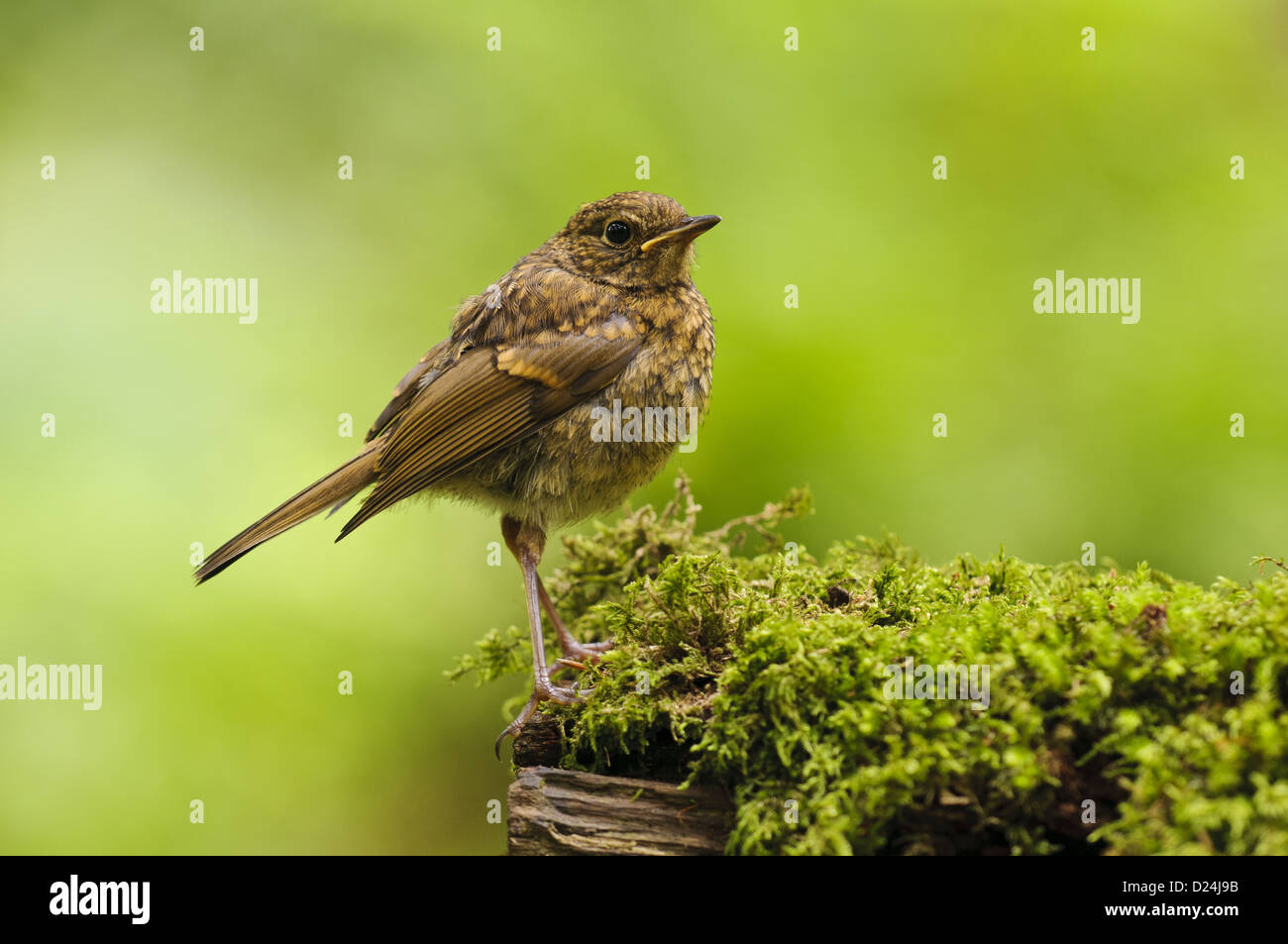 Birds of new hampshire hi-res stock photography and images - Alamy