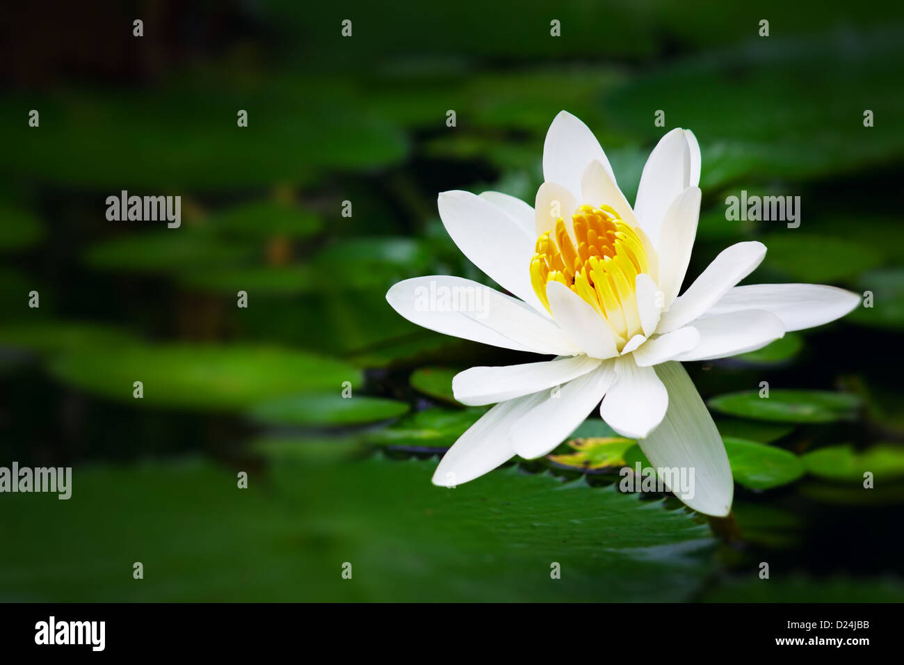 Pure white lotus in a pond Stock Photo - Alamy