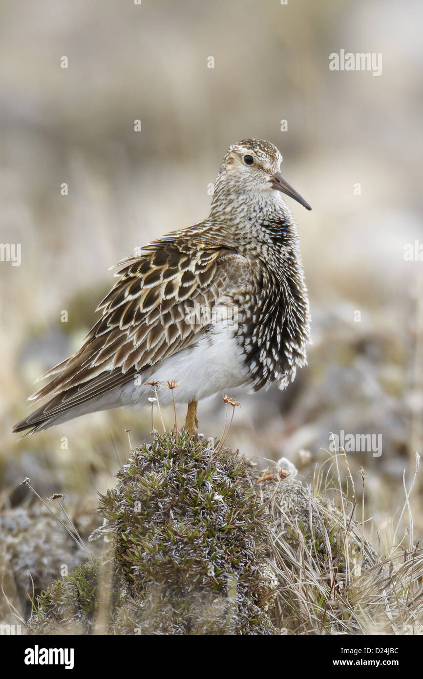 Pectoral Sandpiper (Calidris melanotos) adult, breeding plumage ...
