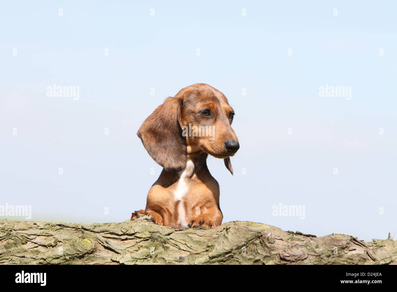Dog Dachshund / Dackel / Teckel shorthaired puppy (Harlequin Merle ...