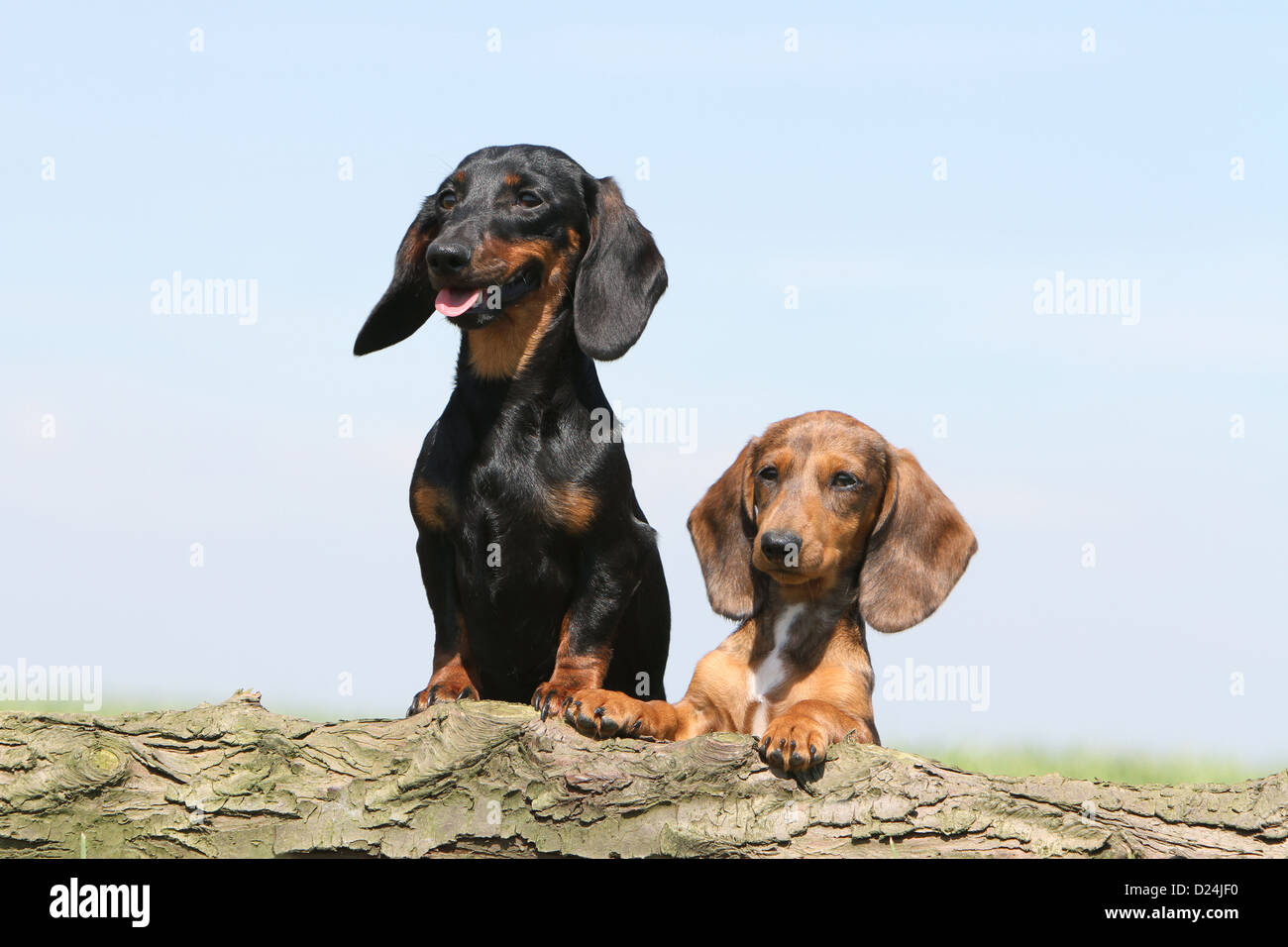 Dog Dachshund / Dackel / Teckel shorthaired adult and puppy (black and ...