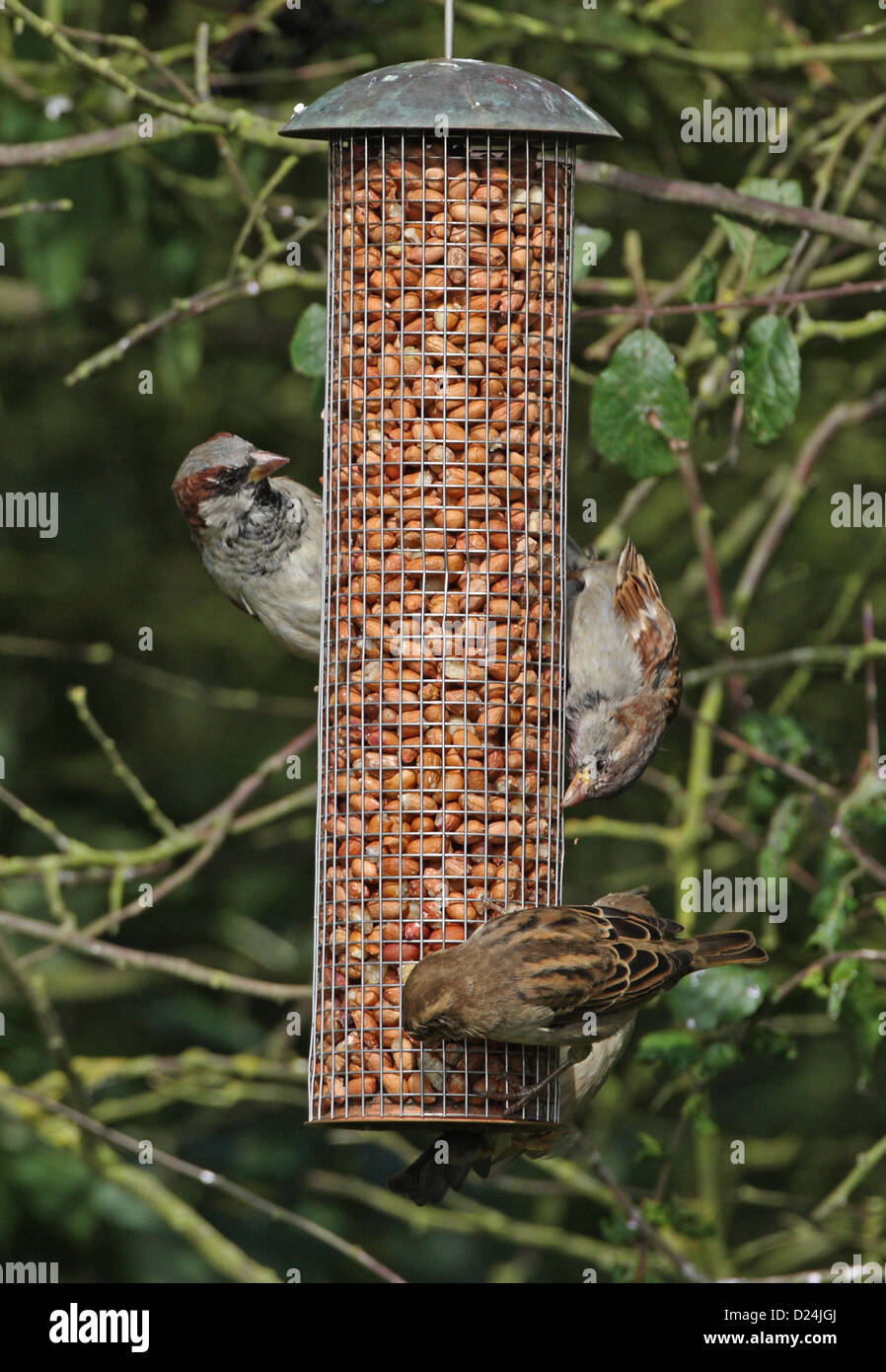 House Sparrow (Passer domesticus) adult male immature male adult female ...
