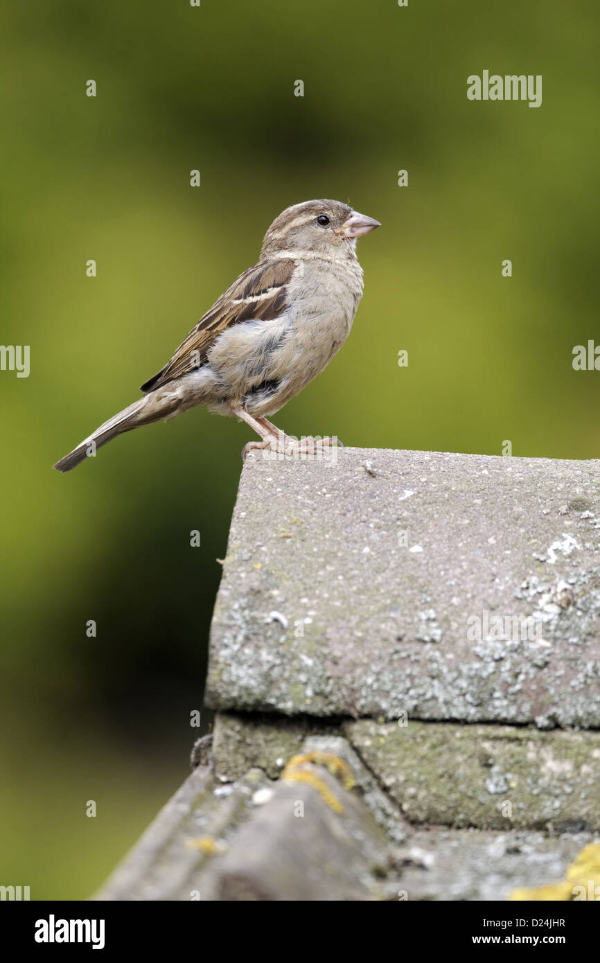 House Sparrow (Passer domesticus) adult female, standing on tiled roof ...