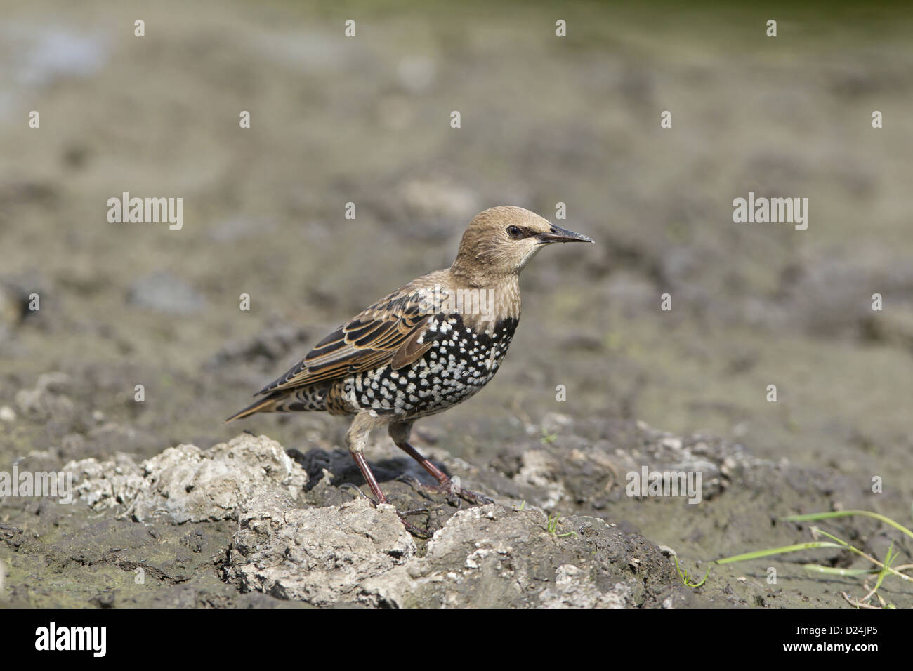 First winter starling hi-res stock photography and images - Alamy