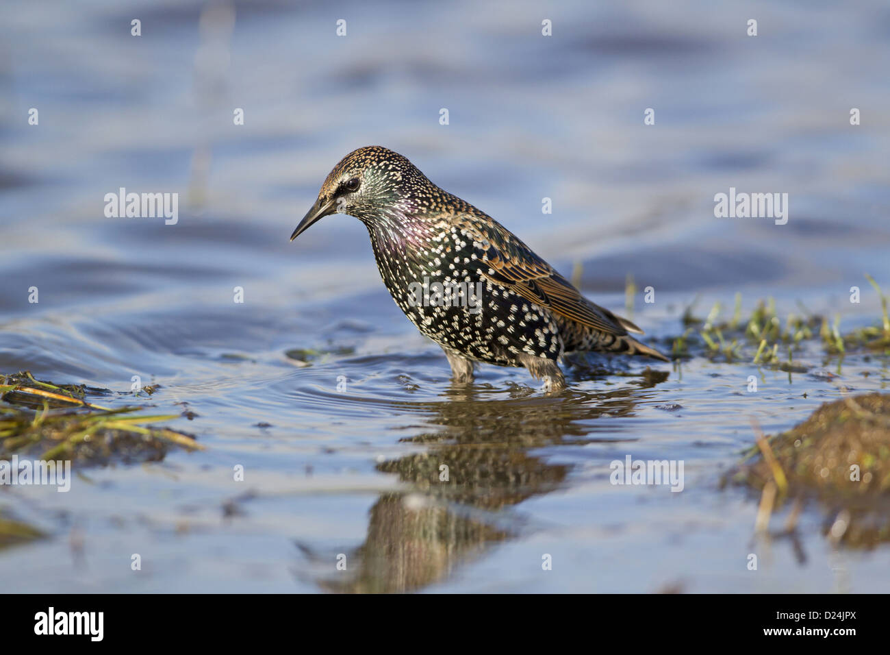 Starling winter plumage hi-res stock photography and images - Alamy