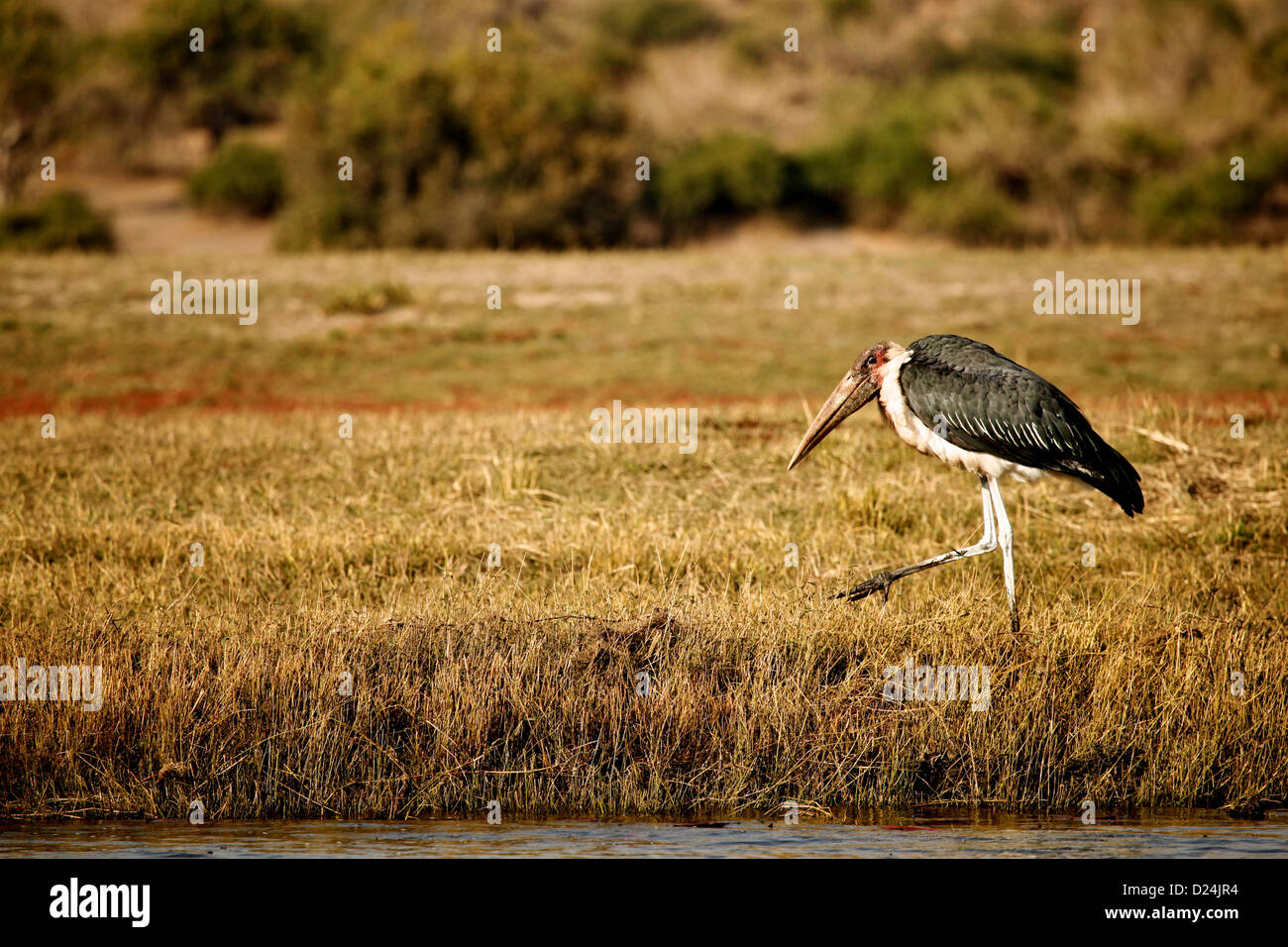Marabou Stork (Leptoptilos crumeniferus) adult, walking at edge of ...