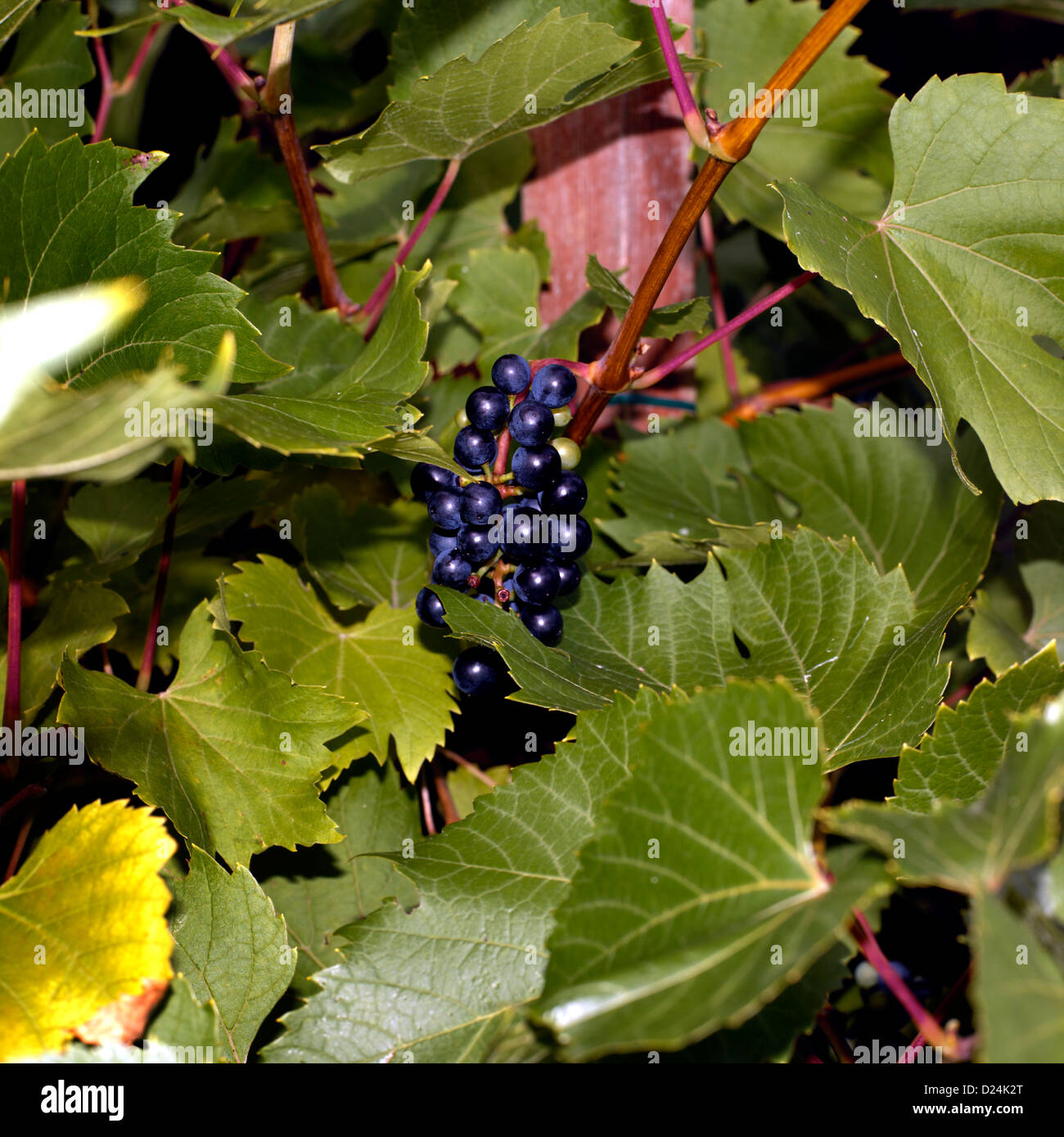 Grapes growing on vine hi-res stock photography and images - Alamy
