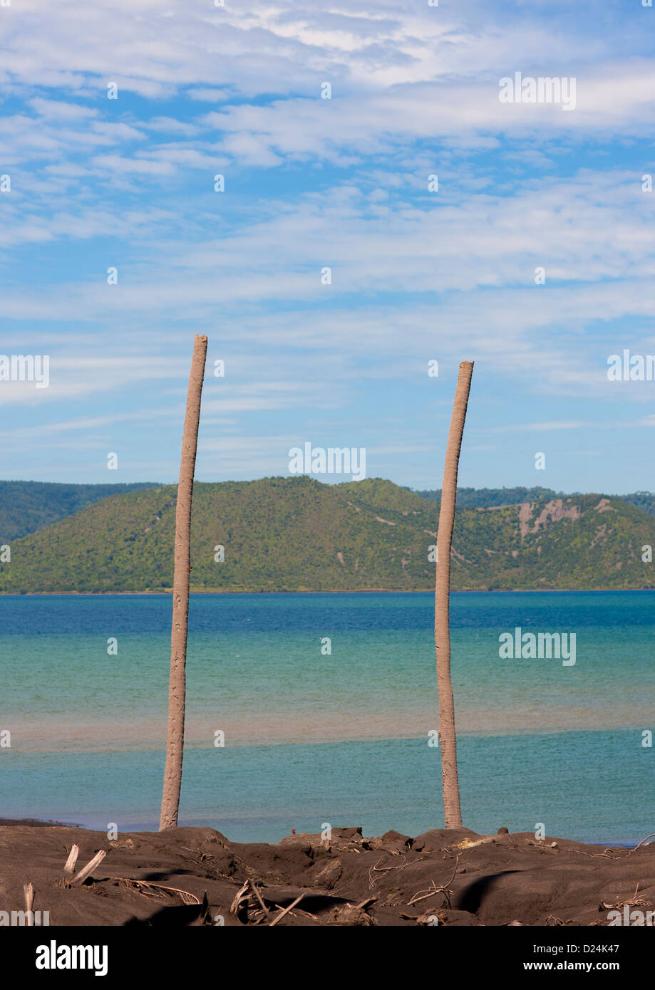 Dead Trees After A Volcanic Eruption In Tavurvur Volcano, Rabaul, New ...