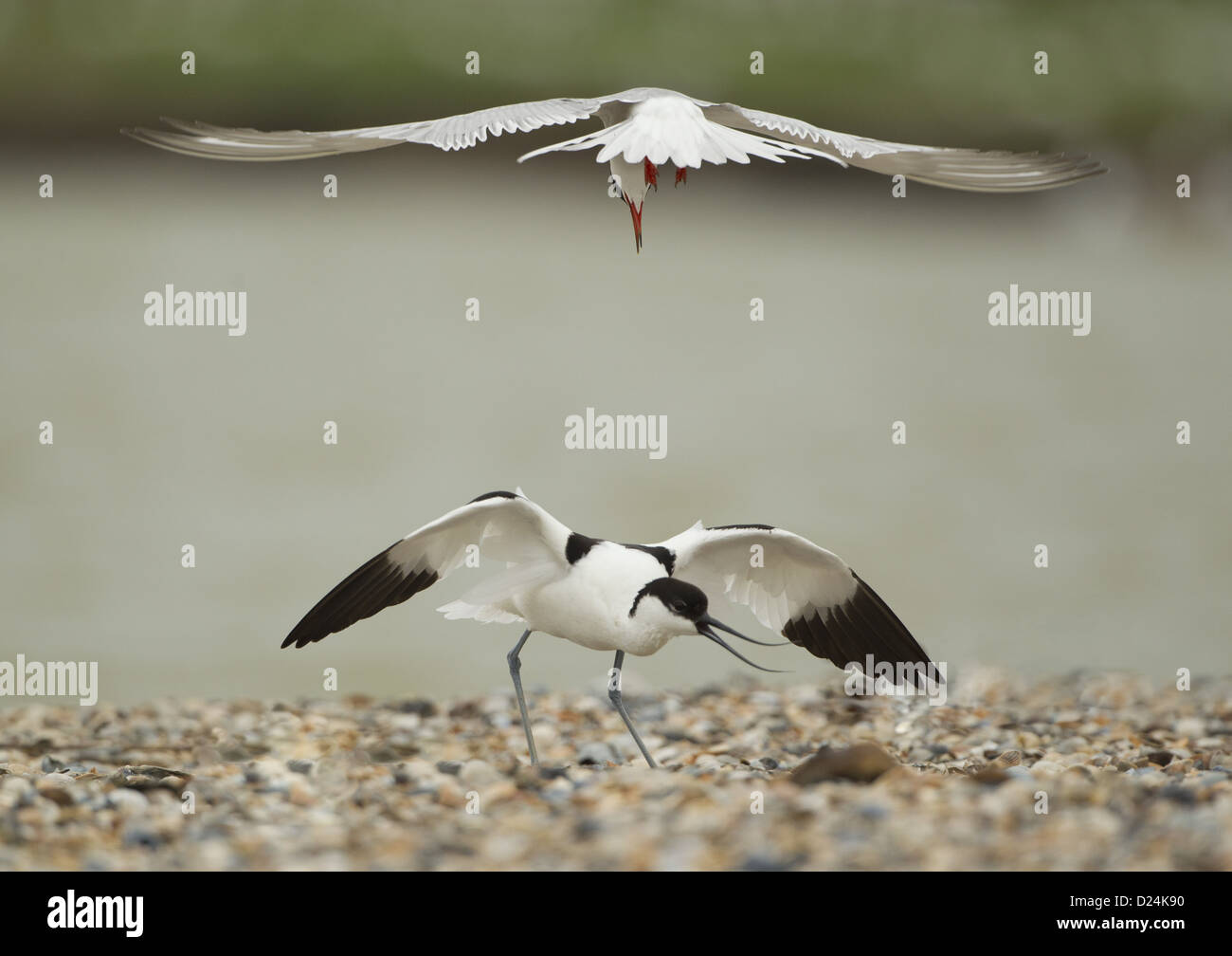 Birds defending nests hi-res stock photography and images - Alamy